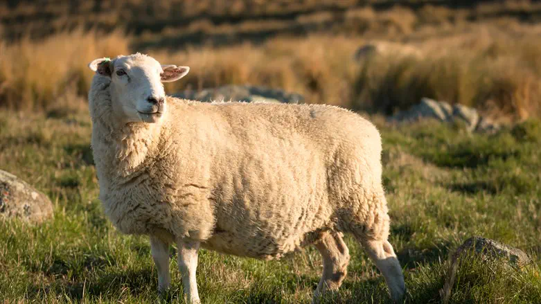 Flock of Chinese sheep walk in circles for 12 days in a row | Israel ...