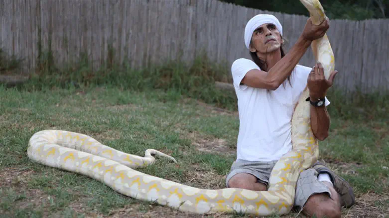 Biologists capture record 18-foot long python in Florida | Israel ...