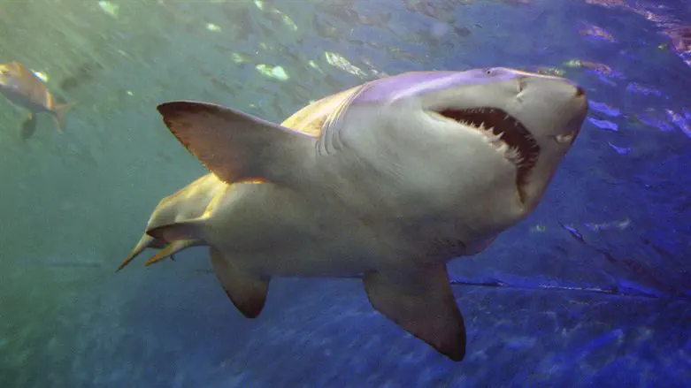 Russian man's remains found in shark killed off Egyptian coast | Israel ...