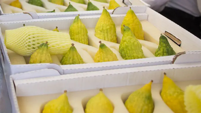 Thanks in part to shmita year, Morocco's etrog industry is booming ...