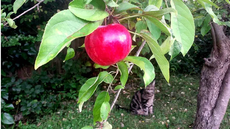 Was it really an apple? | Israel National News
