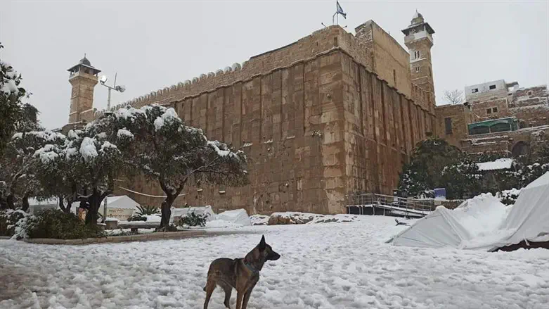 Israel Dog Unit bids farewell to heroic search dog | Israel National News