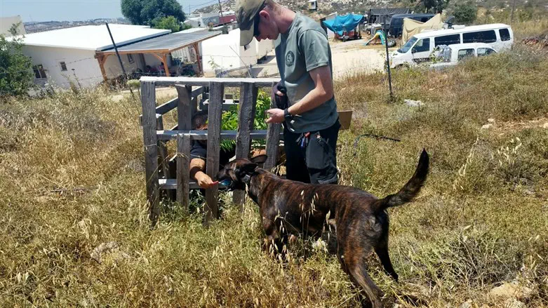 Israel Dog Unit trains canine operators from across Israel | Israel ...