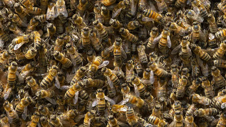 5 million bees escape after falling off truck in Ontario | Israel ...
