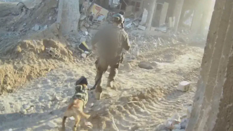 The dogs who fight terrorists: IDF canine unit detects and neutralizes ...