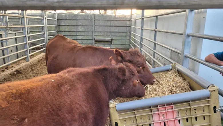 A rare look at the red heifers in Israel | Israel National News