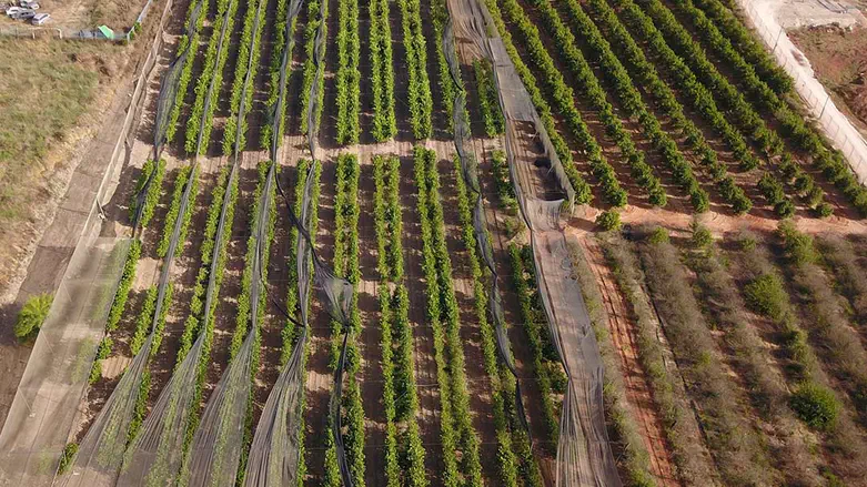 The connection between Shemita and the Galut | Israel National News