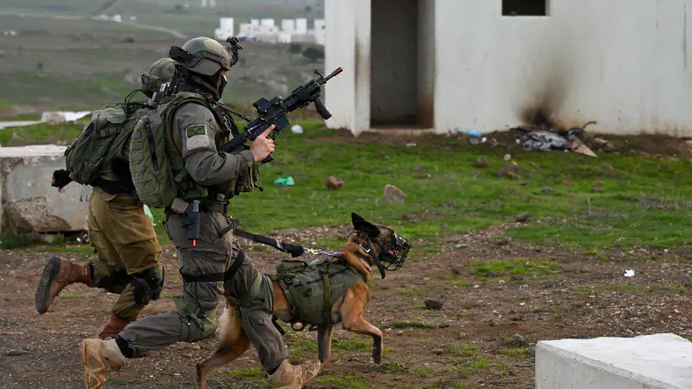 'He's part of the squad': The Oketz unit's working dogs save lives in ...