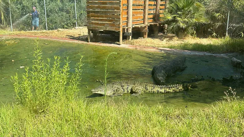 Nile Crocodile attacks handler at Biblical Zoo | Israel National News