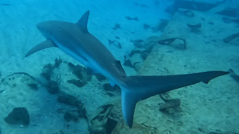 Shark attacks diver near Hadera beach | Israel National News