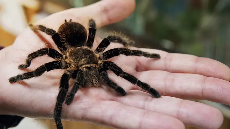 Man caught with over 300 tarantulas tied to his body in Peru | Israel ...