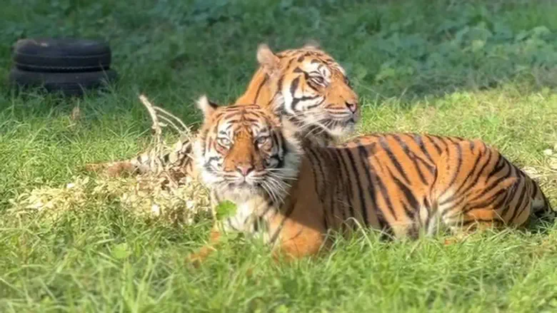 Ramat Gan Safari clarifies: No tigers have escaped | Israel National News