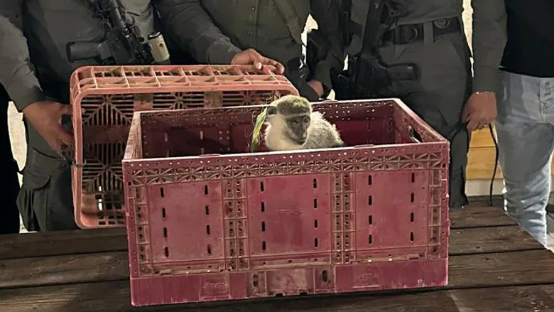 Watch: Additional monkey rescued from Bedouin settlement | Israel ...