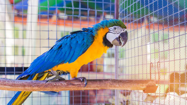Ten rare parrots stolen from zoo | Israel National News