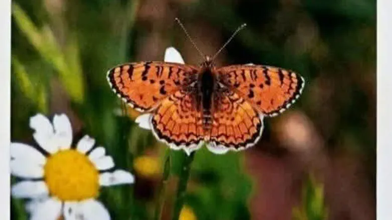 Orange butterfly named in honor of Ariel Bibas | Israel National News