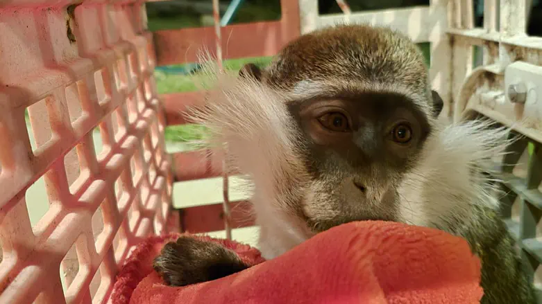 Monkey located in a restroom stall in Tuba-Zangariyye | Israel National ...
