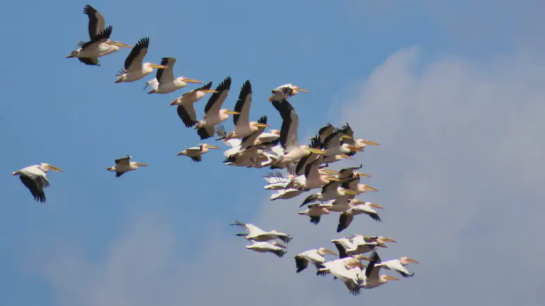 Spectacular performance of nature: Millions of birds migrate over the ...