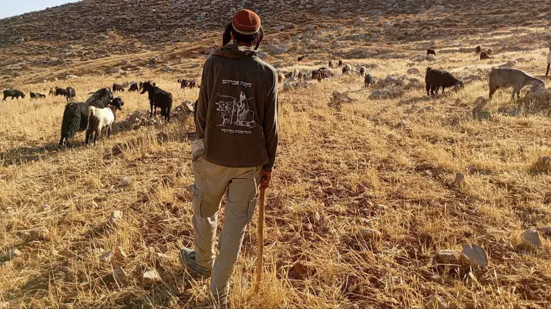 Seized goat herd from Israeli farm released | Israel National News