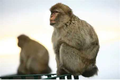 Iran Says It Will Send Monkey into Space in 2012 | Israel National News