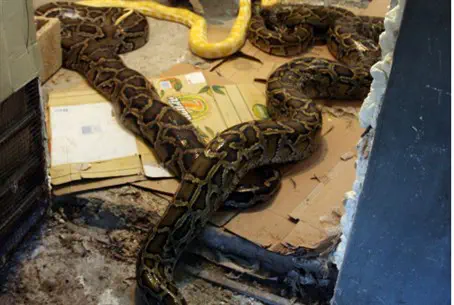 Canada: 40 Pythons Seized in Motel | Israel National News