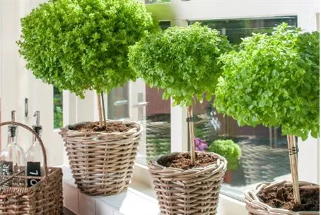 Award-Winning 'Basil Tree' Comes Home to Israel | Israel National News