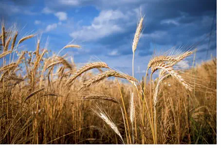 Watch: Historic Omer Offering Held in Jerusalem | Israel National News