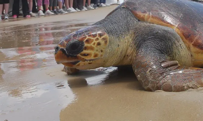 Sea turtle with damaged shell is found to be pregnant | Israel National ...