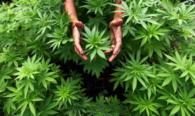 'It is permissible to smoke medical marijuana on Shabbat' | Israel ...