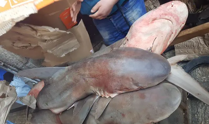 Sharks spotted - in Jerusalem? | Israel National News