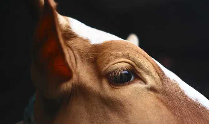OU to stop kosher certifying controversial slaughter method | Israel ...