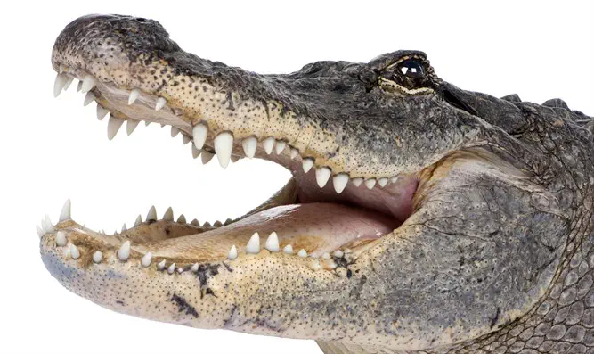 Alligator gets new 3D printed prosthetic tail | Israel National News