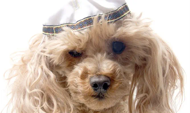 'Bark' Mitzvah for dogs trend persists | Israel National News