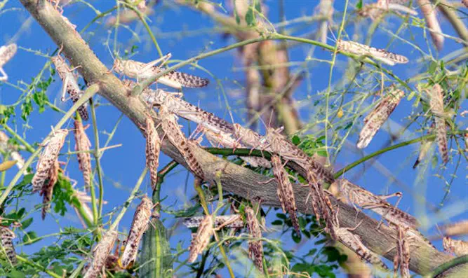 Locust plague strikes Israel's south | Israel National News