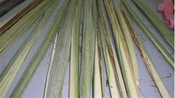 Choosing a proper lulav | Israel National News