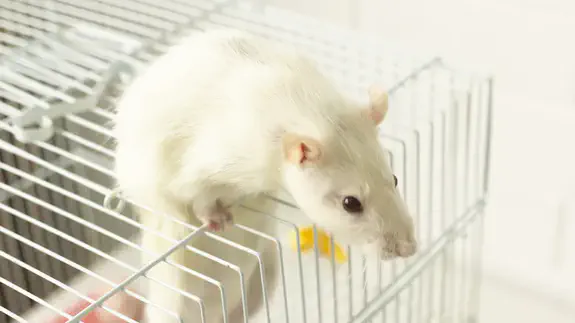 New study reveals link between microbiome and aggression in mice ...