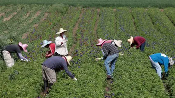 Guidelines for Foreign Workers | Israel National News