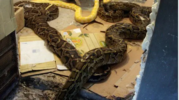 Python Kills 2 Boys in Canada | Israel National News