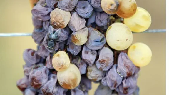 Sen. Schumer to Israel: Import More Grape Juice | Israel National News