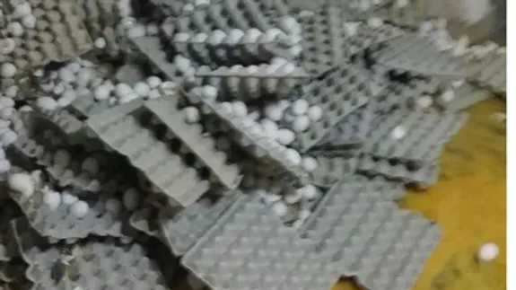 Giant PA Egg Smuggling Ring Busted | Israel National News