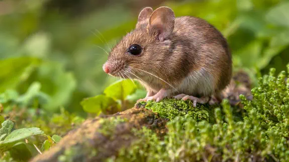 Mice first invaded human settlements 15,000 years ago in Israel ...