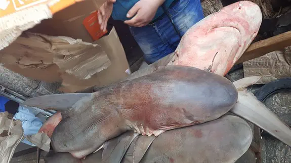 Sharks spotted - in Jerusalem? | Israel National News